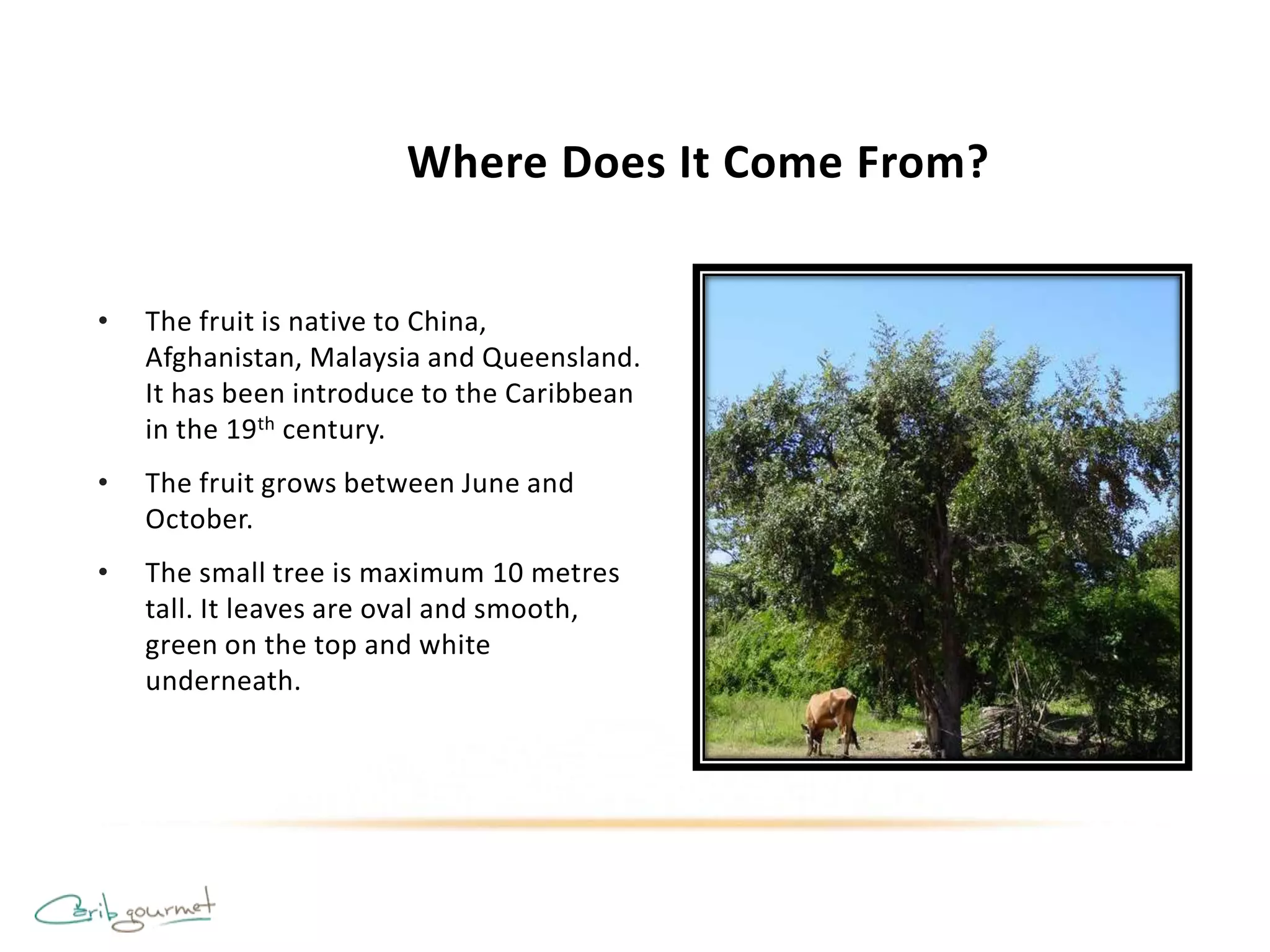 What is Indian jujube? What is pomme surette? | PPTX