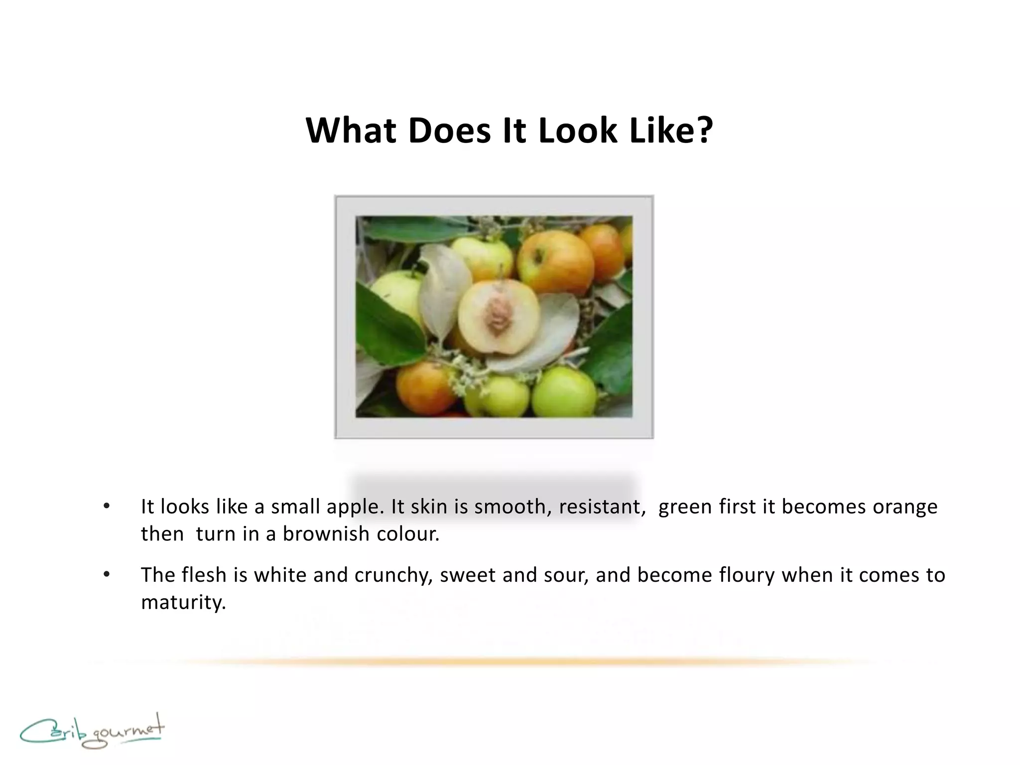 What is Indian jujube? What is pomme surette? | PPTX