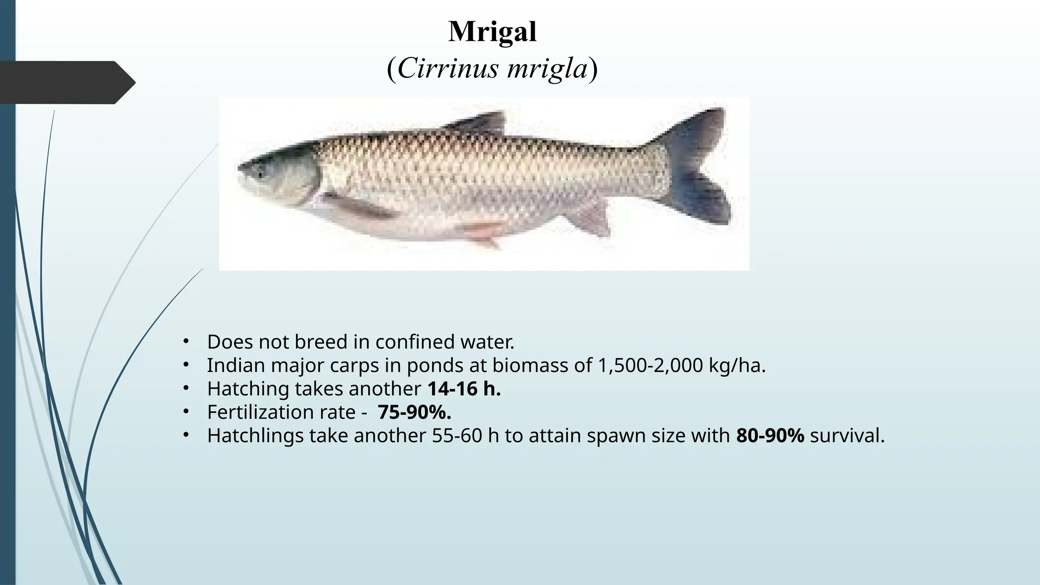 Indian major carps N.pptx.................... | PPTX