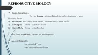 Indian major carps N.pptx.................... | PPTX