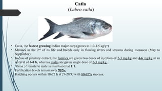 Indian major carps N.pptx.................... | PPTX