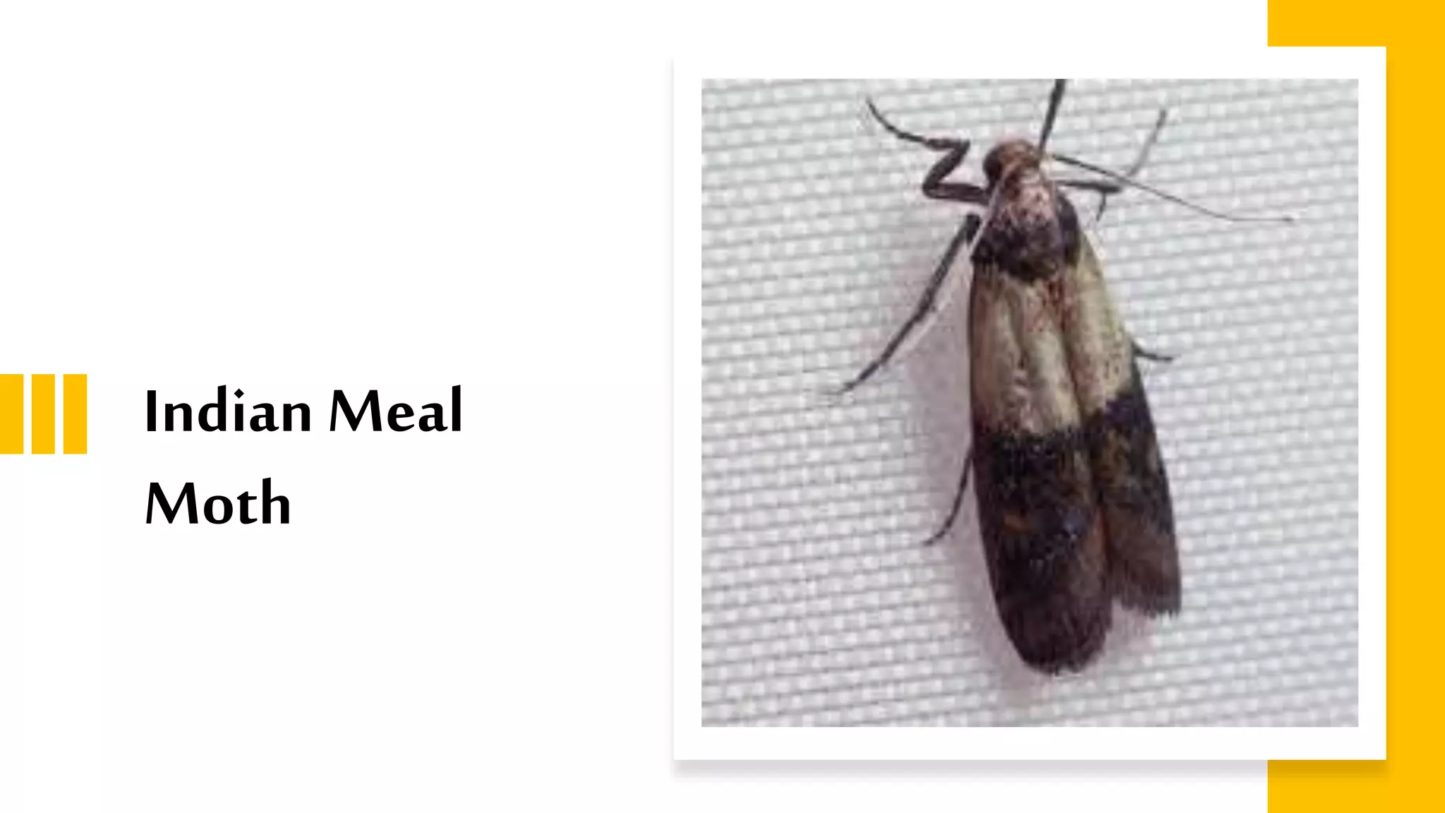 Indian meal moth | PPT