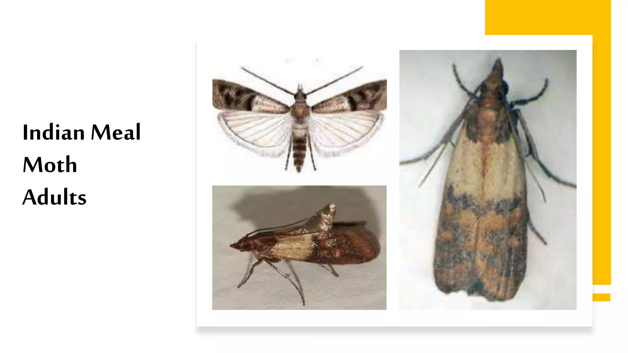 Indian meal moth | PPT