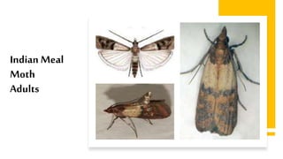 Indian meal moth | PPTX