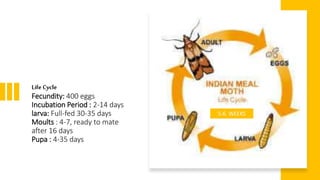 Indian Meal Moth Life Cycle