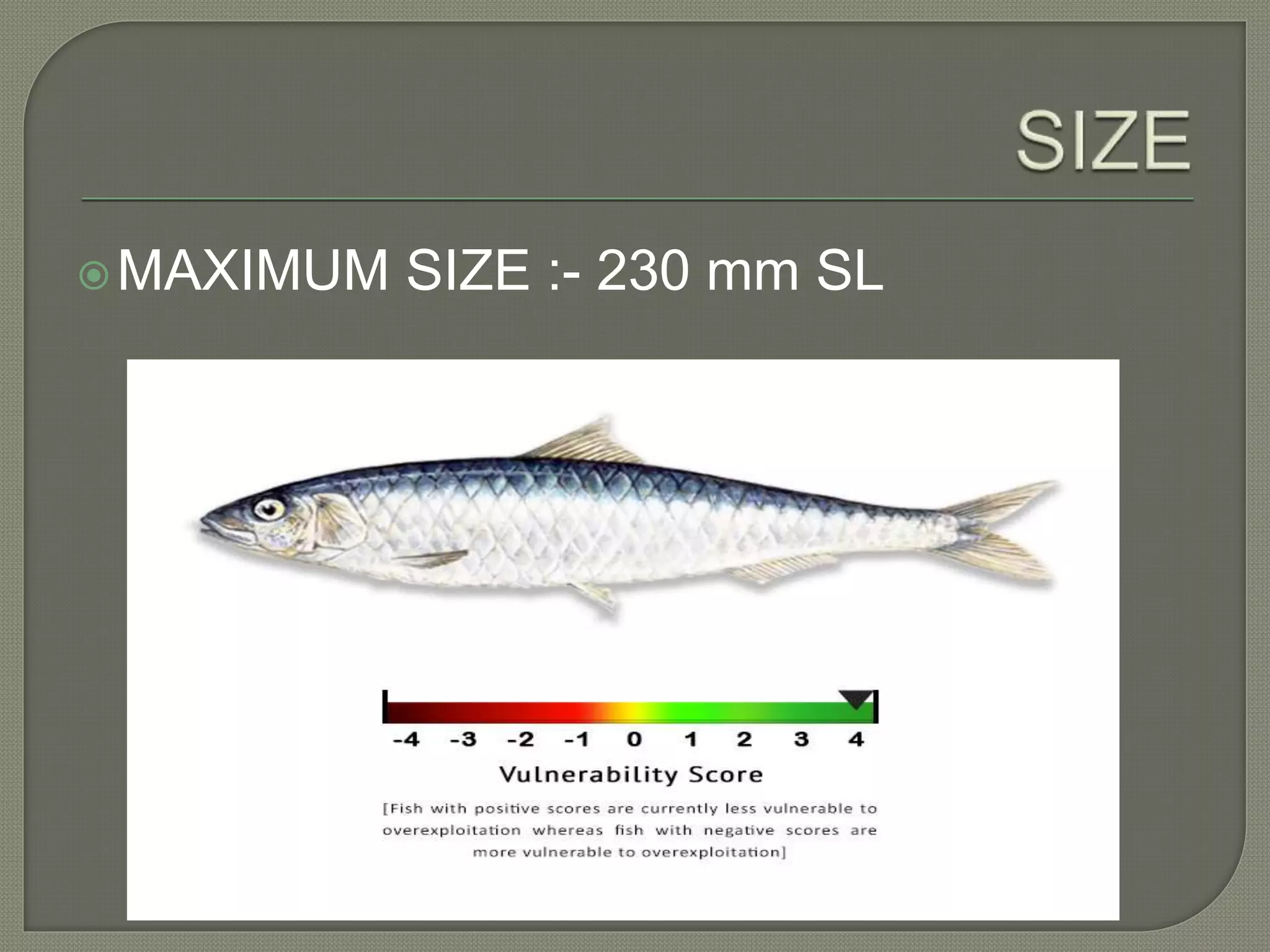 Indian oil sardine | PPTX