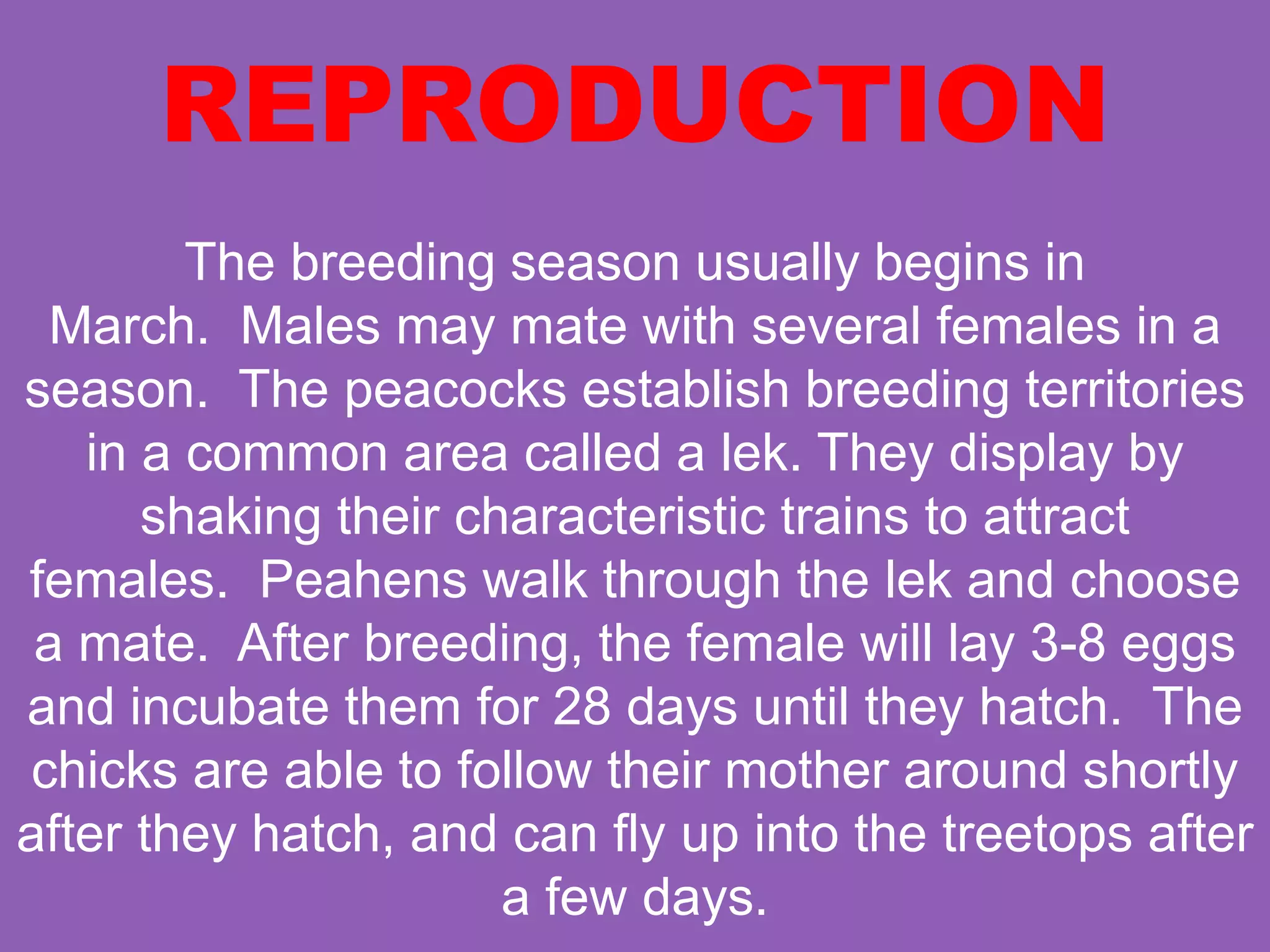 Indian Peacock Ppt