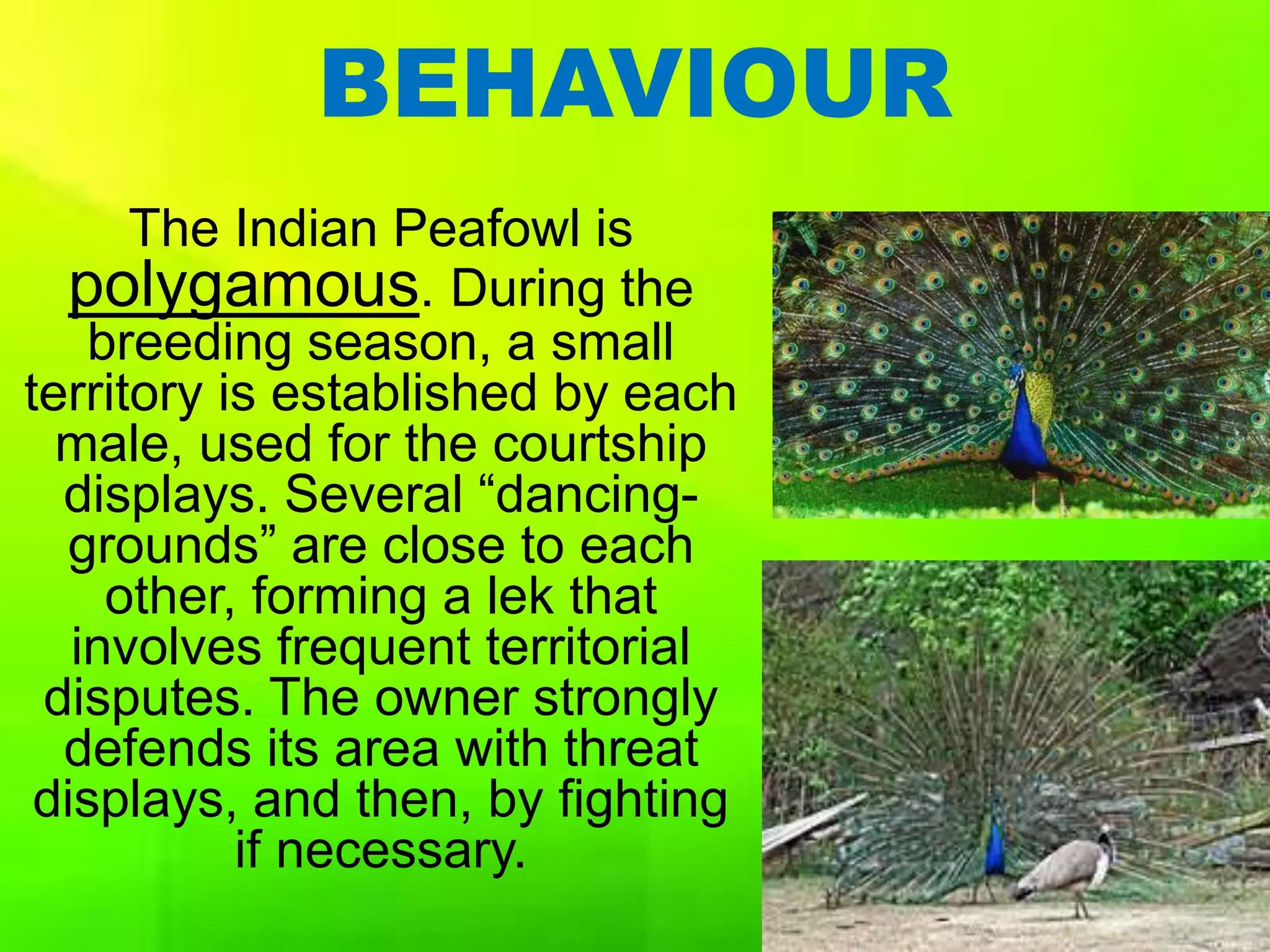 INDIAN PEACOCK | PPTX