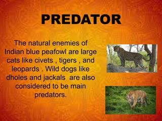 INDIAN PEACOCK | PPTX