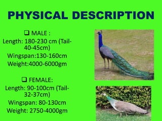 INDIAN PEACOCK | PPTX