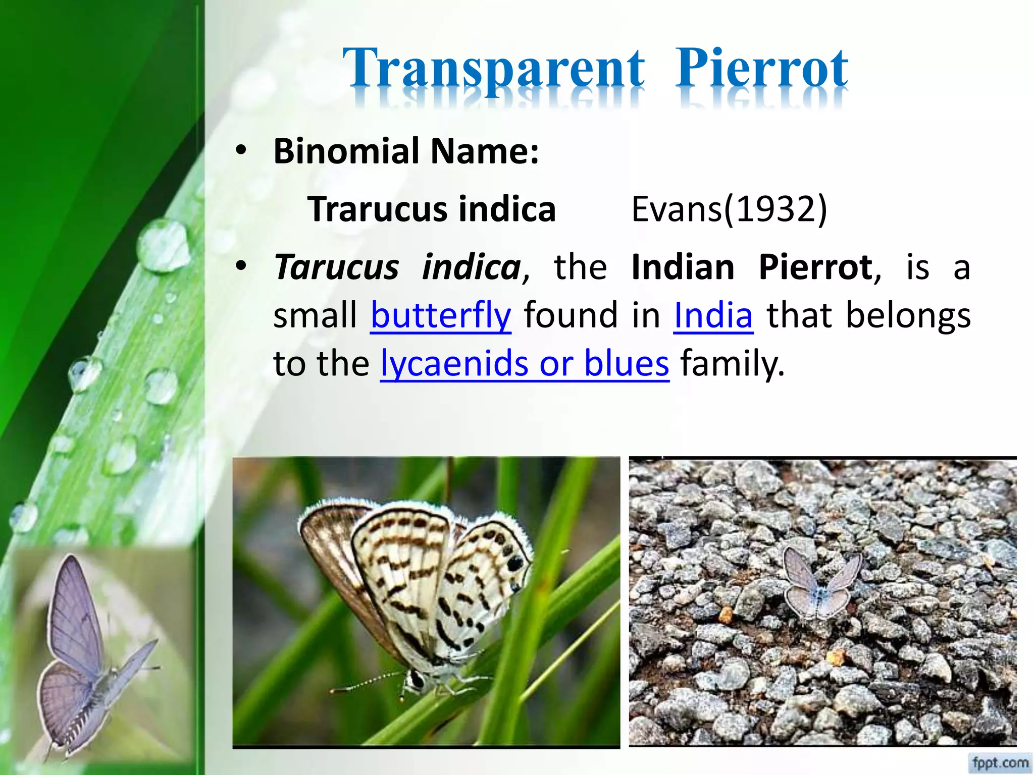 Indian peirrot | PPT