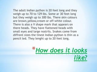 Indian python | PPTX