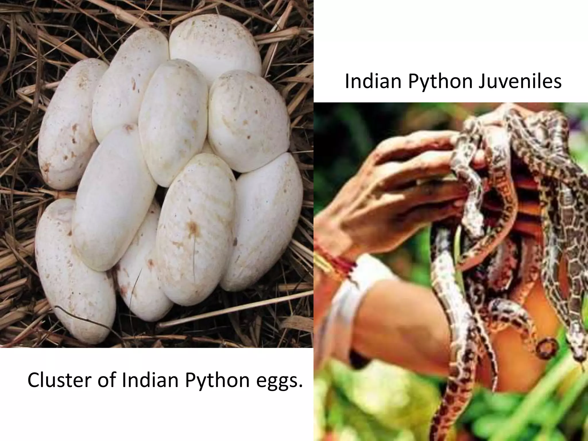 Indian Python.pptx