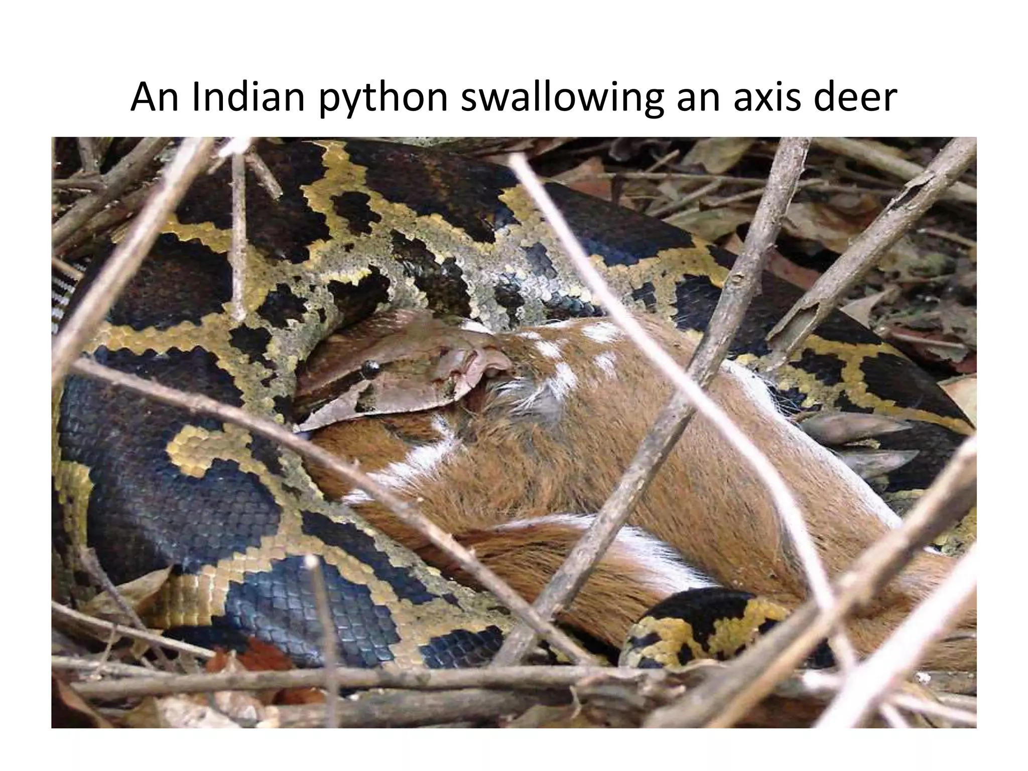 Indian Python.pptx
