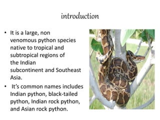Indian Python.pptx