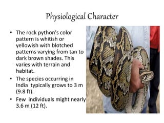 Indian Python.pptx