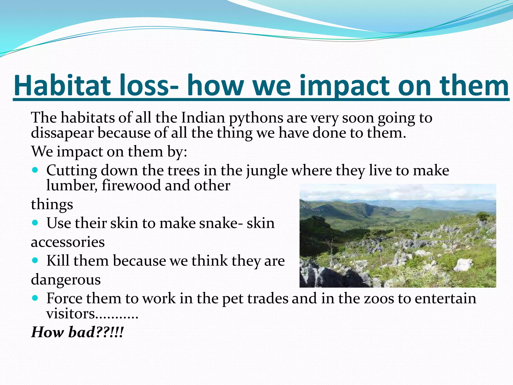 Indian pythons work | PPT