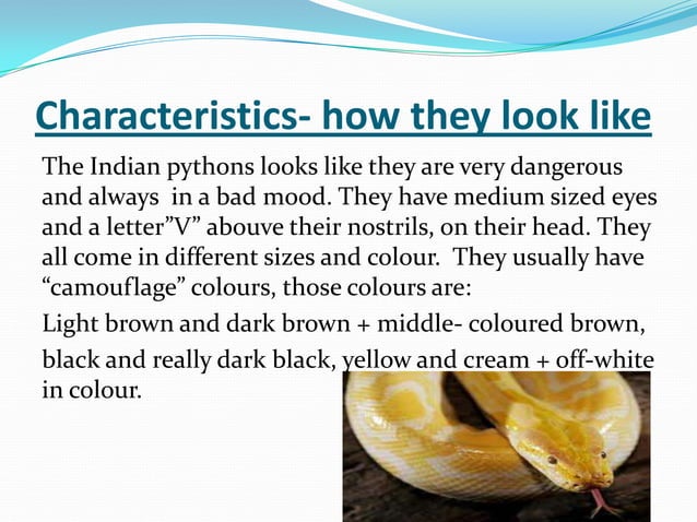 Indian pythons work | PPT