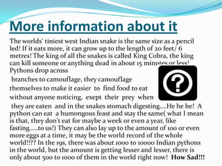 Indian pythons work | PPT