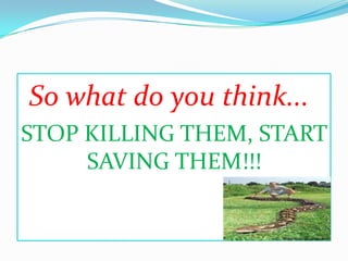 Indian pythons work | PPT