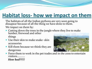 Indian pythons work 2 | PPT