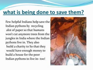 Indian pythons work 2 | PPT