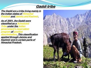 Indian tribals | PPTX