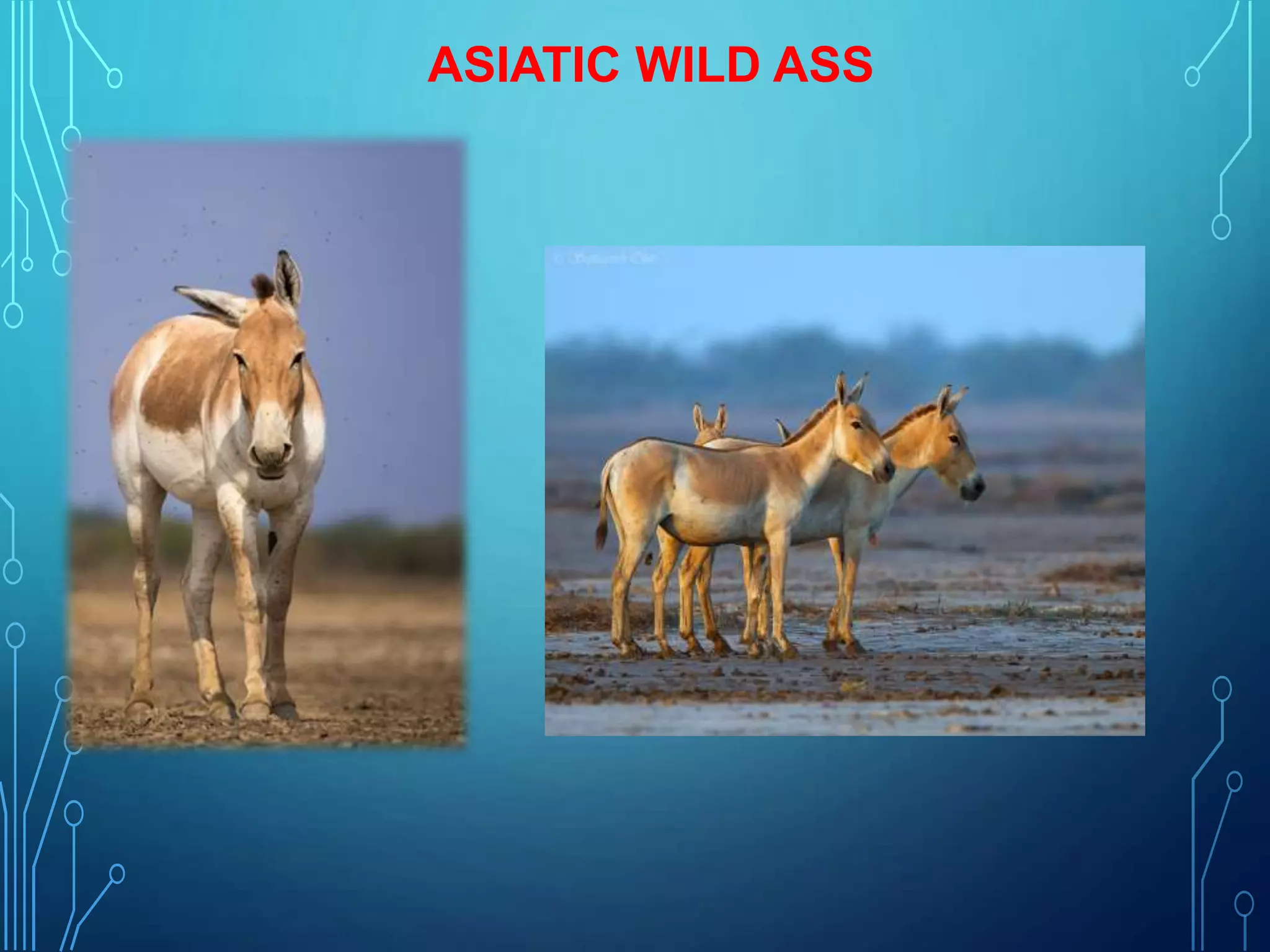Indian wild ass | PPTX