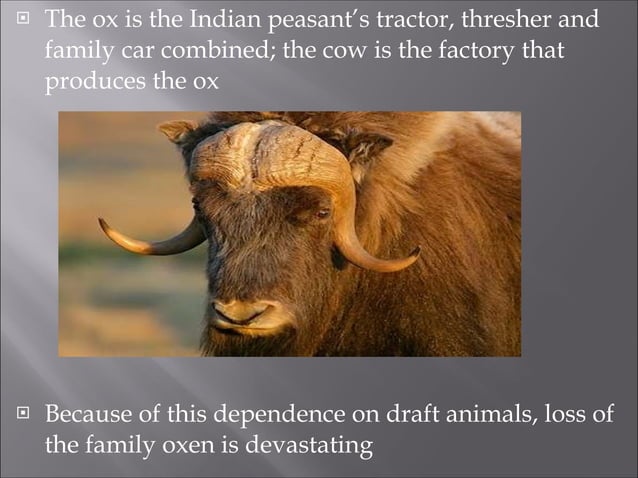 India’s sacred cow | PPT