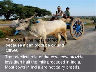 India’s sacred cow | PPT