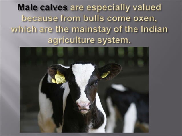 India’s sacred cow | PPT