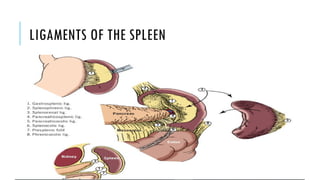 splenectomy and its complications.pptx