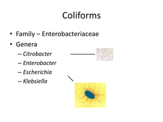 Indicator organisms.pdf