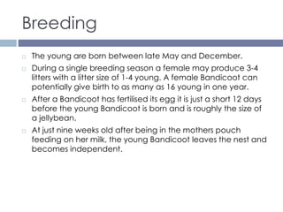 Eastern Barred Bandicoot Student Presentation Pptx