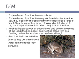 Eastern Barred Bandicoot - student presentation | PPTX