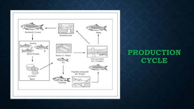 Indigeneous major carp.pptx by Boby Basnet | PPT