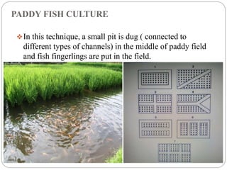Indigenous soil & water conservation techniques | PPTX