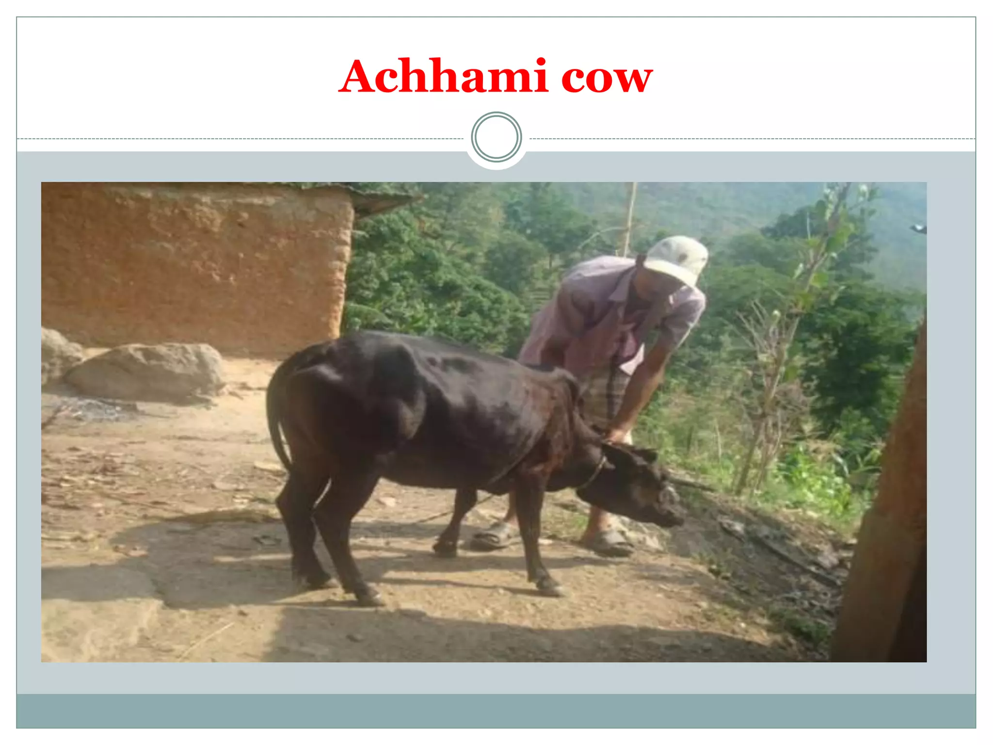 Indigenous breed of cattle in nepal | PPTX