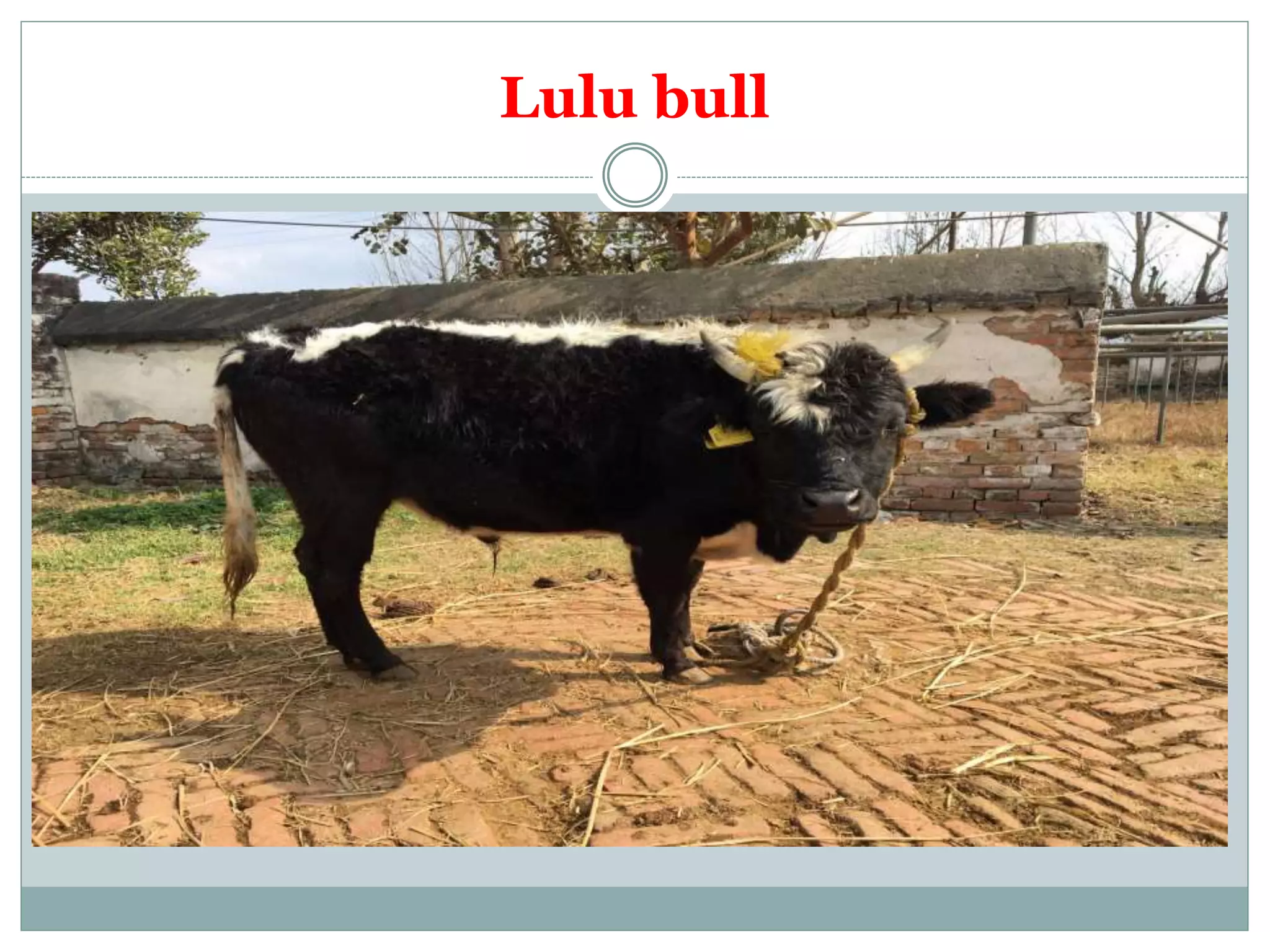 Indigenous breed of cattle in nepal | PPTX