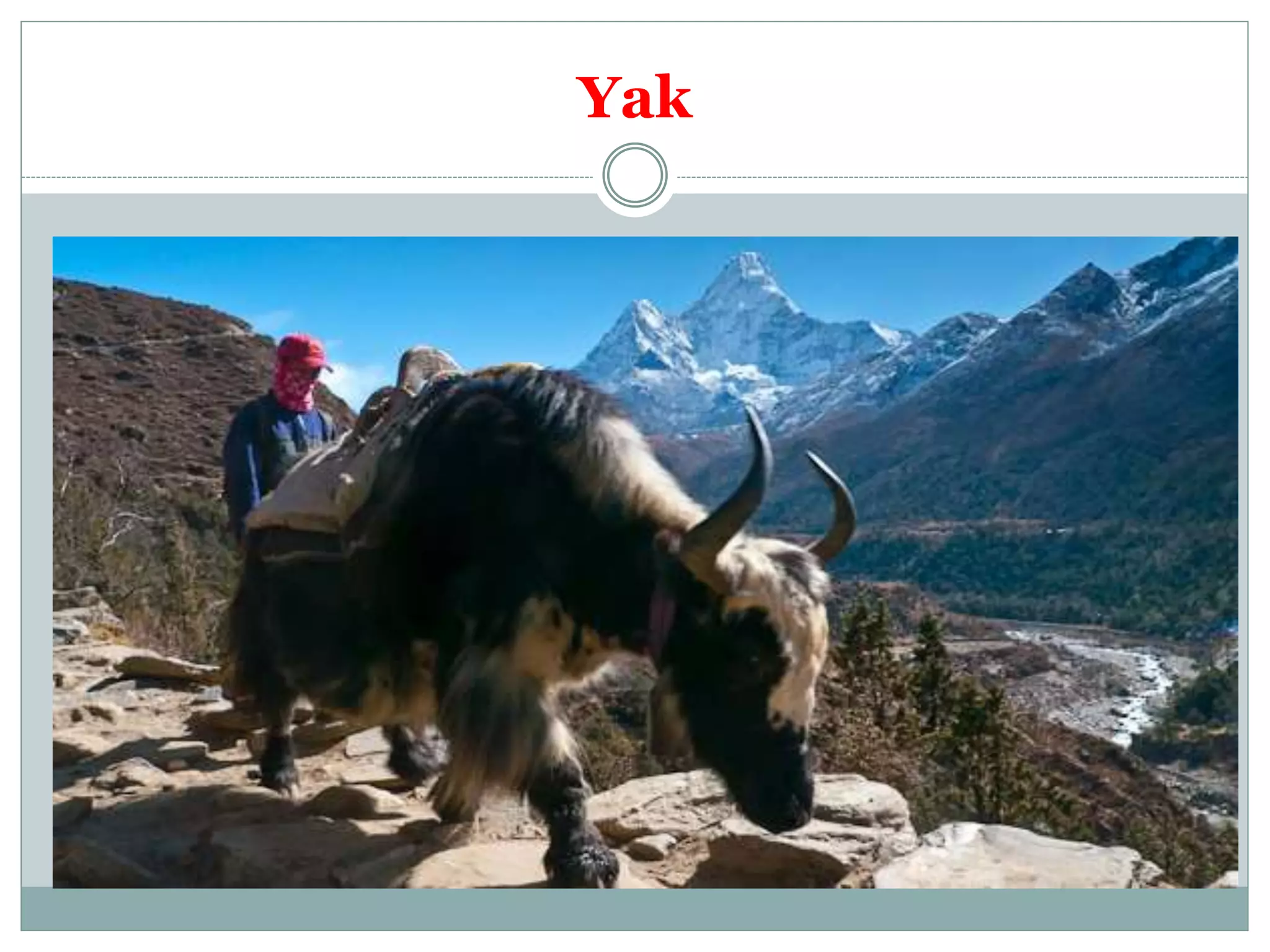 Indigenous breed of cattle in nepal | PPTX