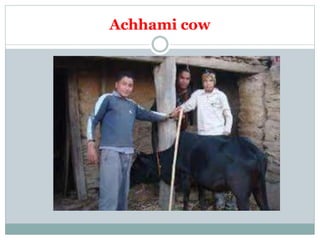 Indigenous breed of cattle in nepal | PPTX