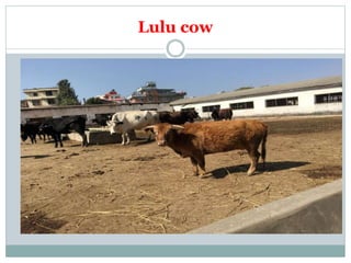 Indigenous breed of cattle in nepal | PPTX