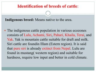 Indigenous breed of cattle in nepal | PPTX