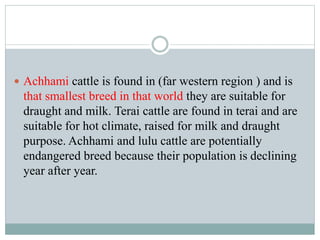 Indigenous breed of cattle in nepal | PPTX