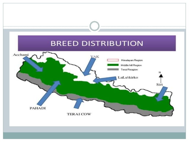 Indigenous breed of cattle in nepal | PPTX