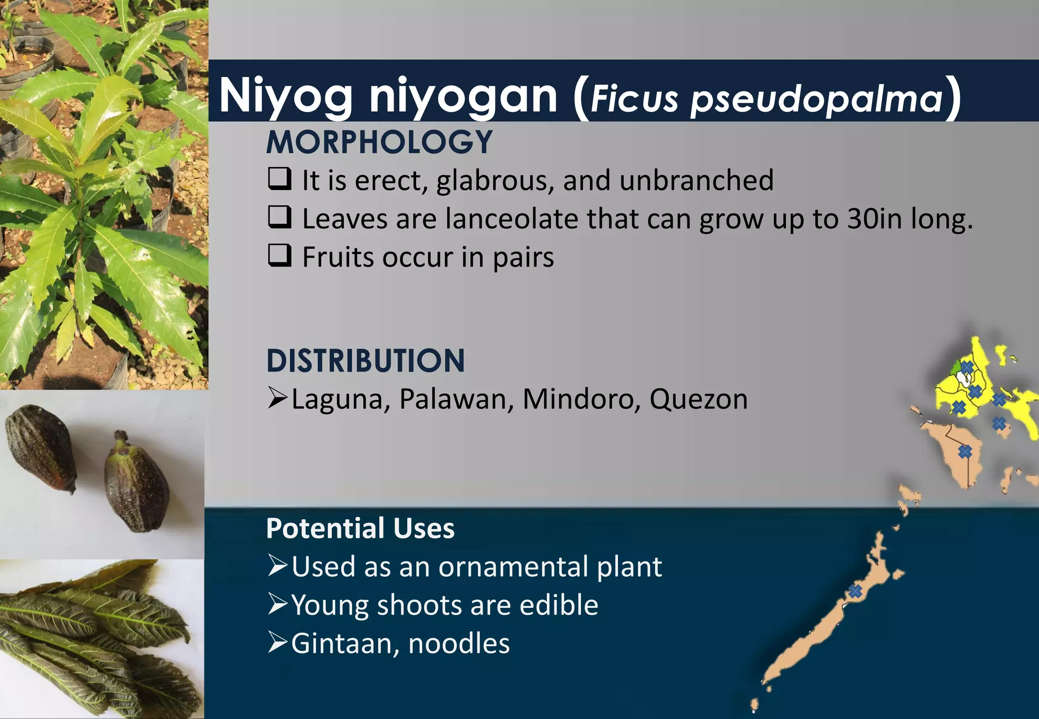 Selected Indigenous Plants from Southern Tagalog Region of the ...