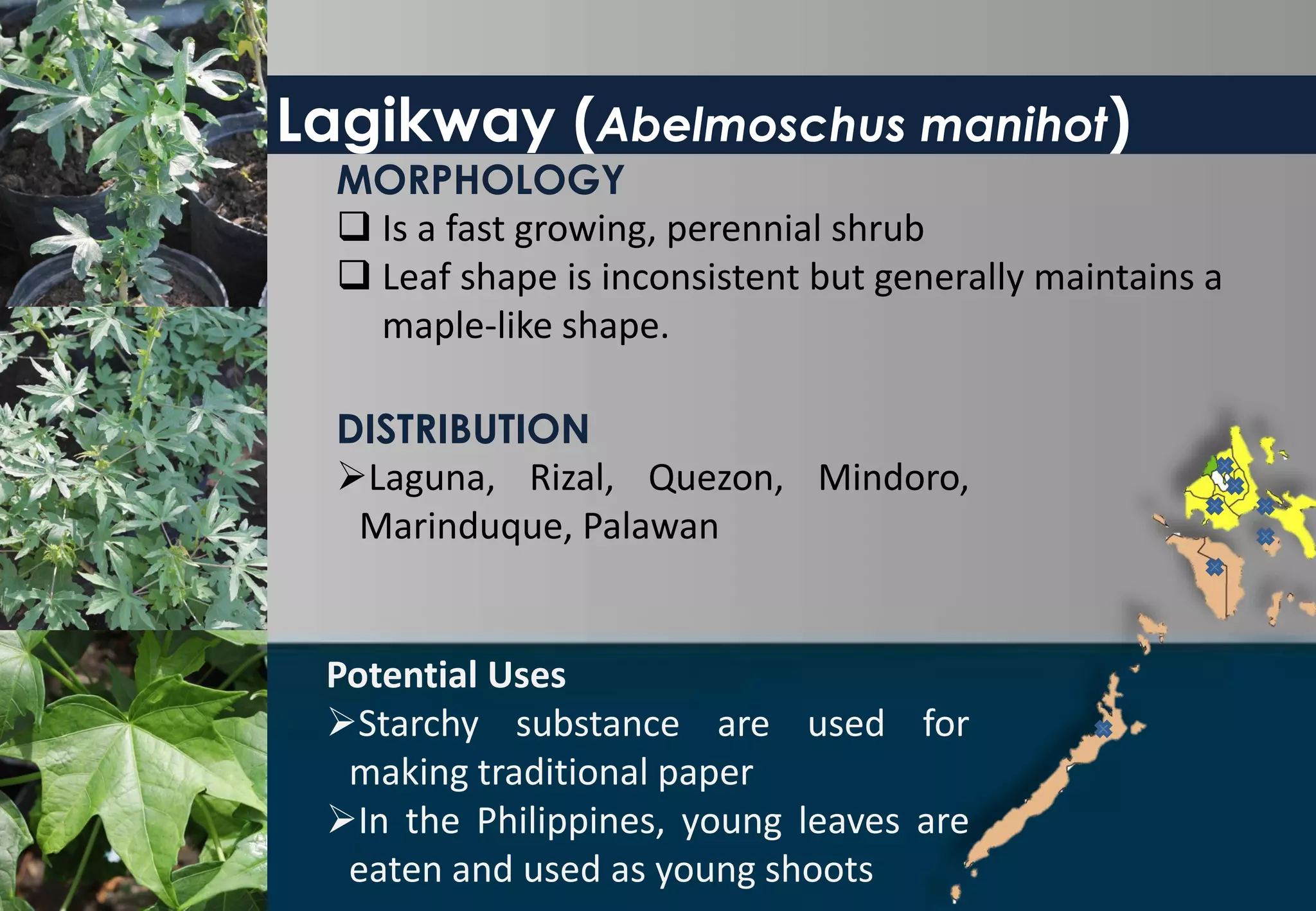 Selected Indigenous Plants from Southern Tagalog Region of the ...
