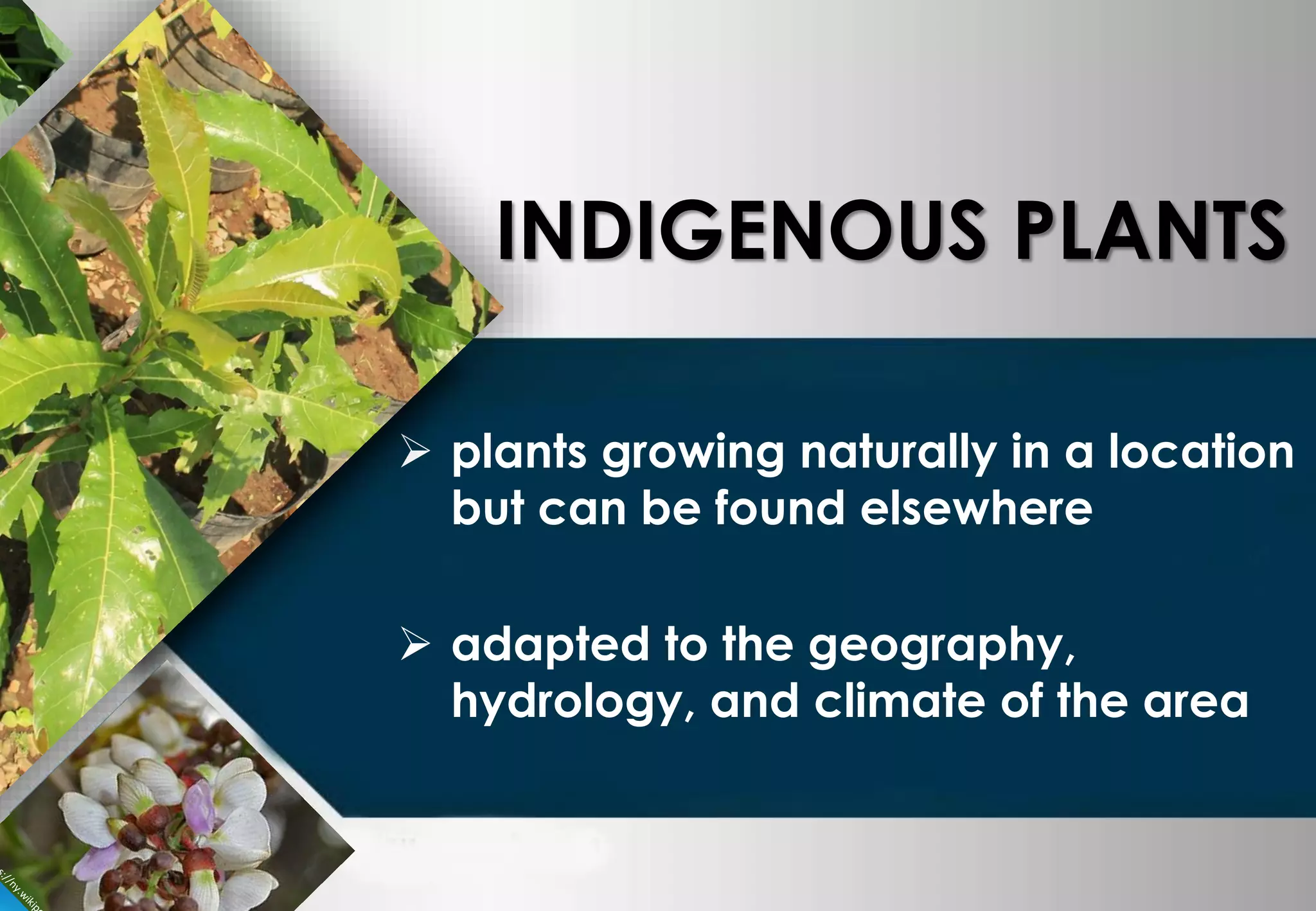 Selected Indigenous Plants from Southern Tagalog Region of the ...