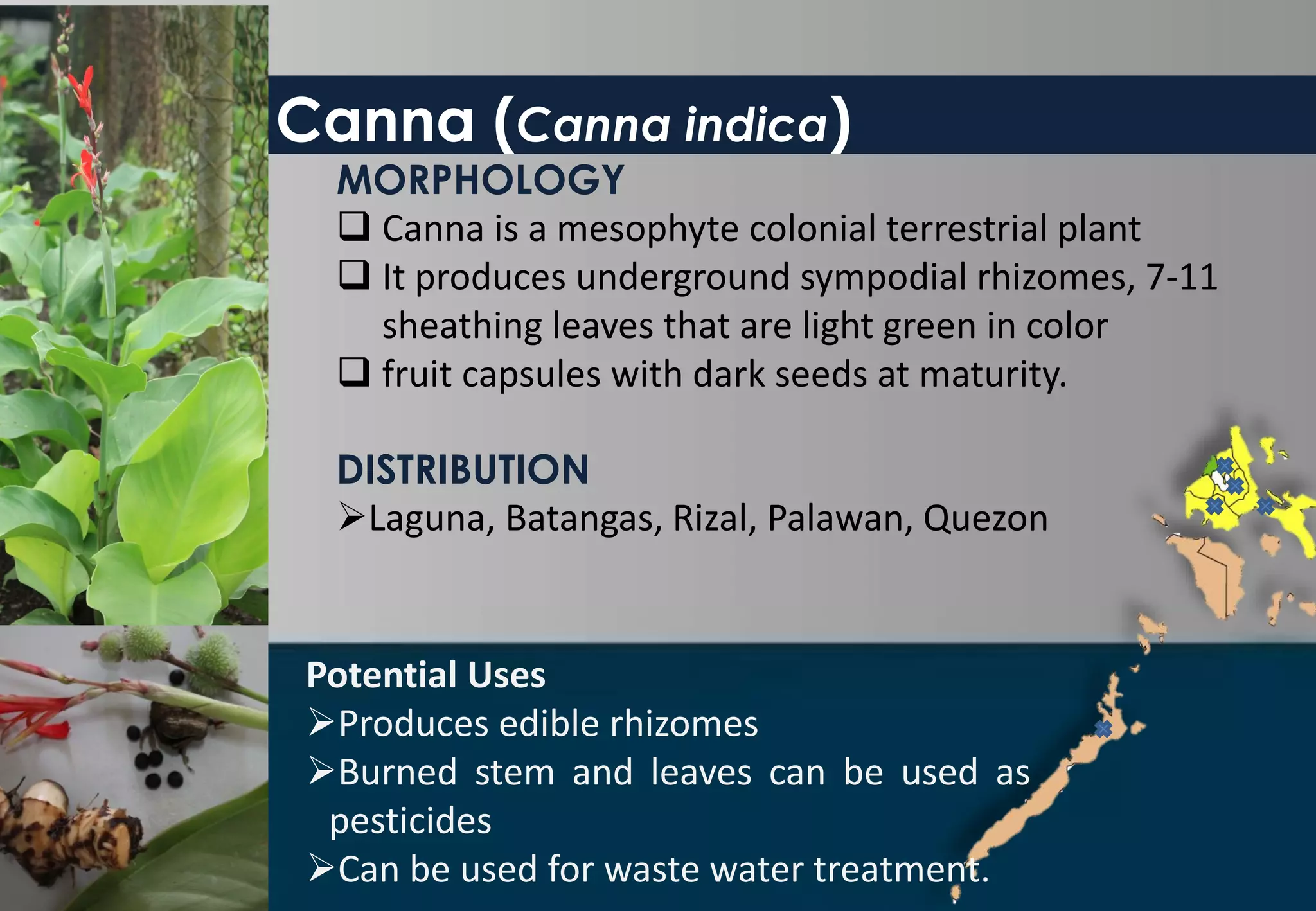 Selected Indigenous Plants from Southern Tagalog Region of the ...