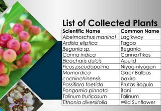 Selected Indigenous Plants from Southern Tagalog Region of the ...